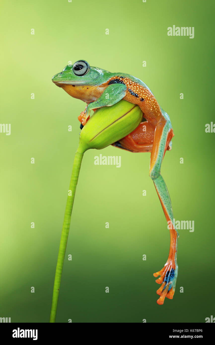 Tree frog sitting on a flower, Indonesia Stock Photo - Alamy