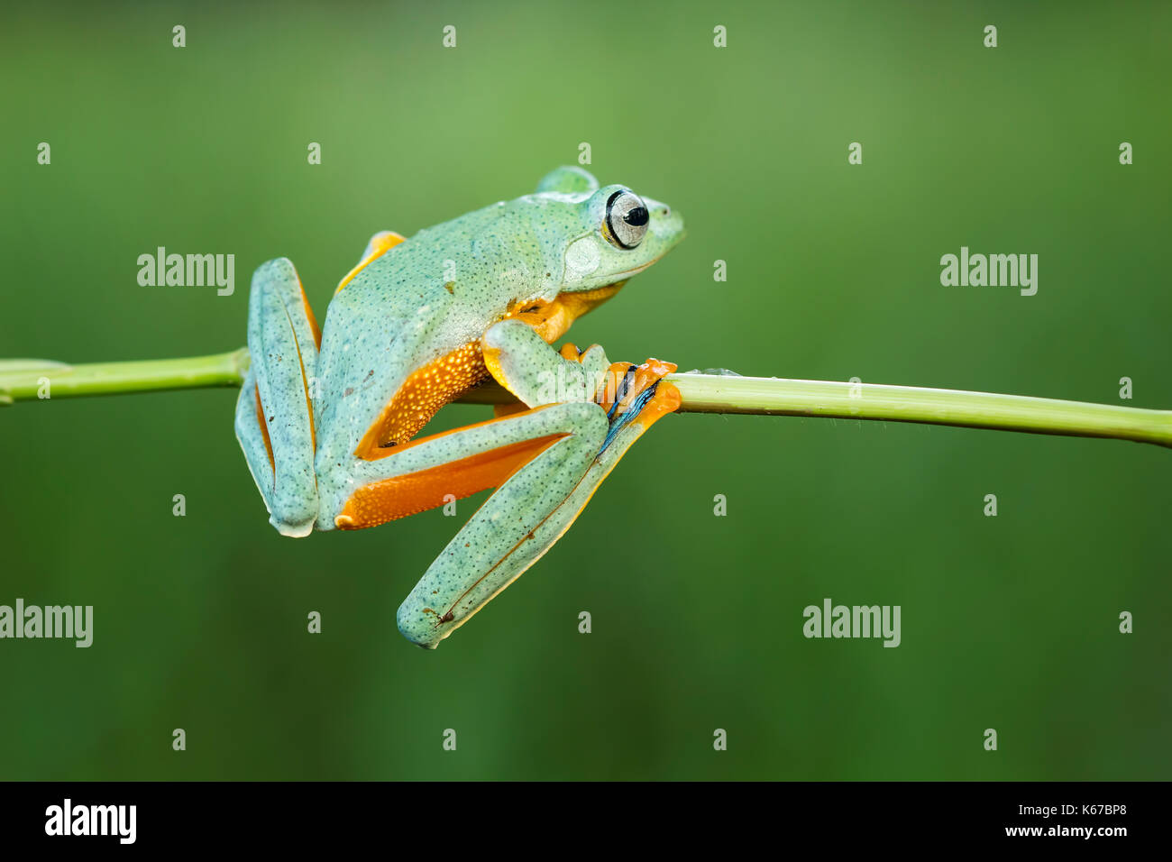 Tree frog sitting on leaf, Indonesia Stock Photo - Alamy