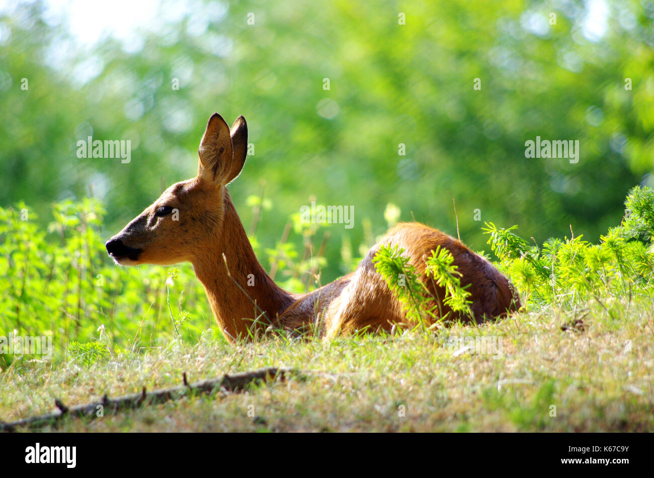 Roe deer in the woods, Italy Stock Photo - Alamy