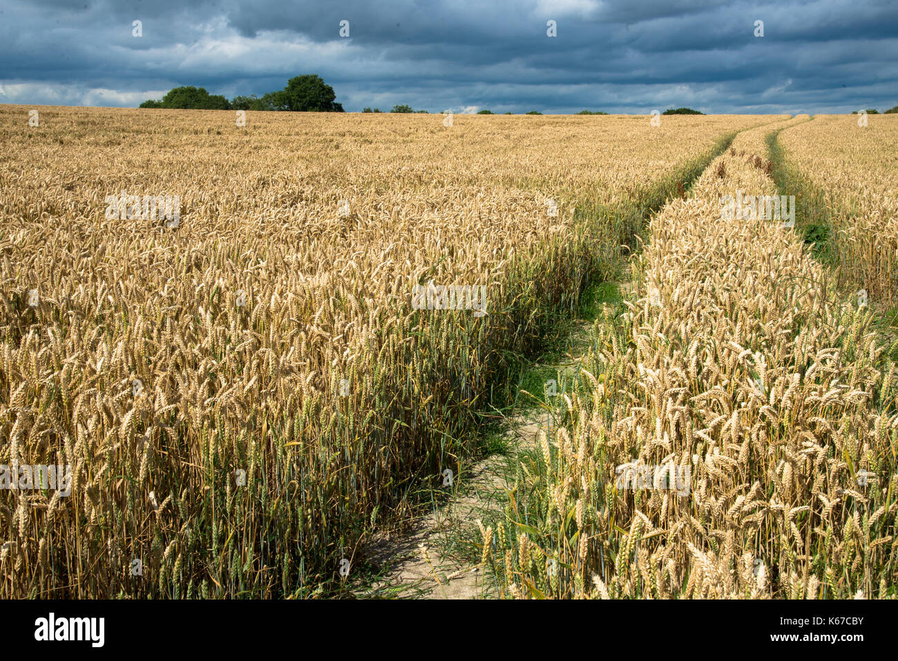 Field of wheat hi-res stock photography and images - Alamy