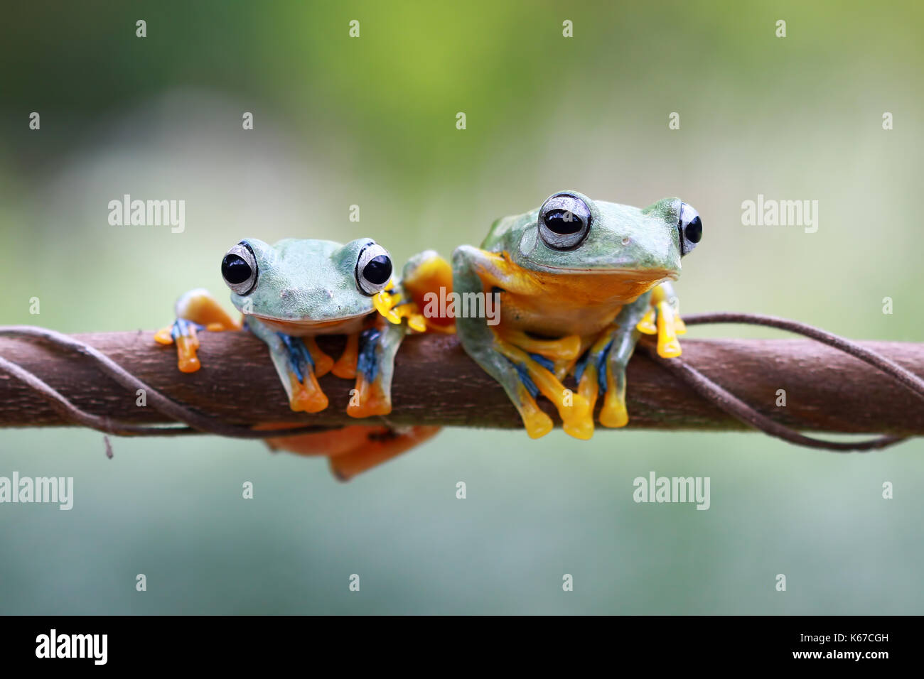 Two Javan tree frogs on branch, Indonesia Stock Photo - Alamy