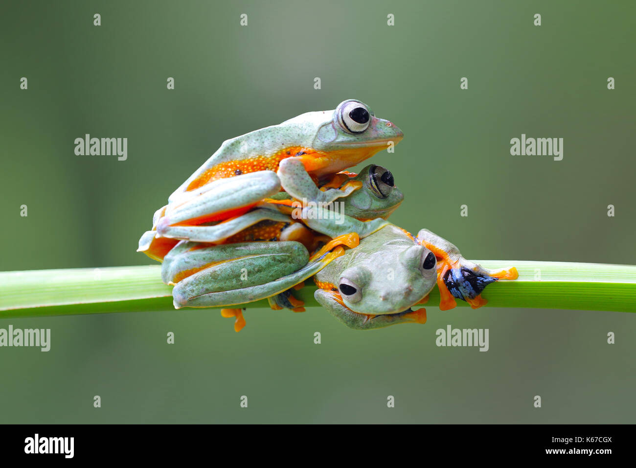 Three javan tree frogs sitting on branch hi-res stock photography and ...