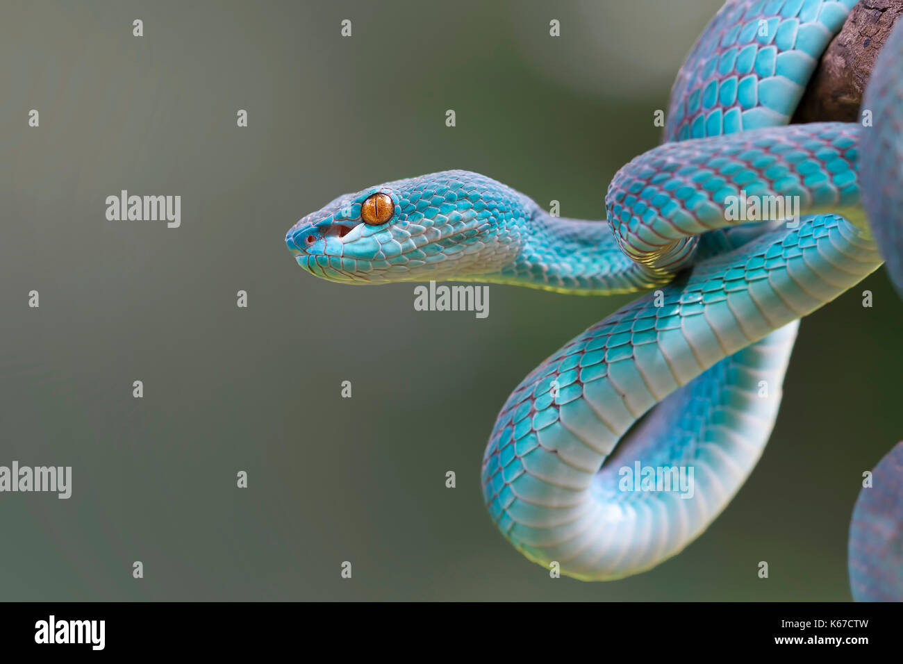 Side view of a viper snake head hi-res stock photography and images - Alamy