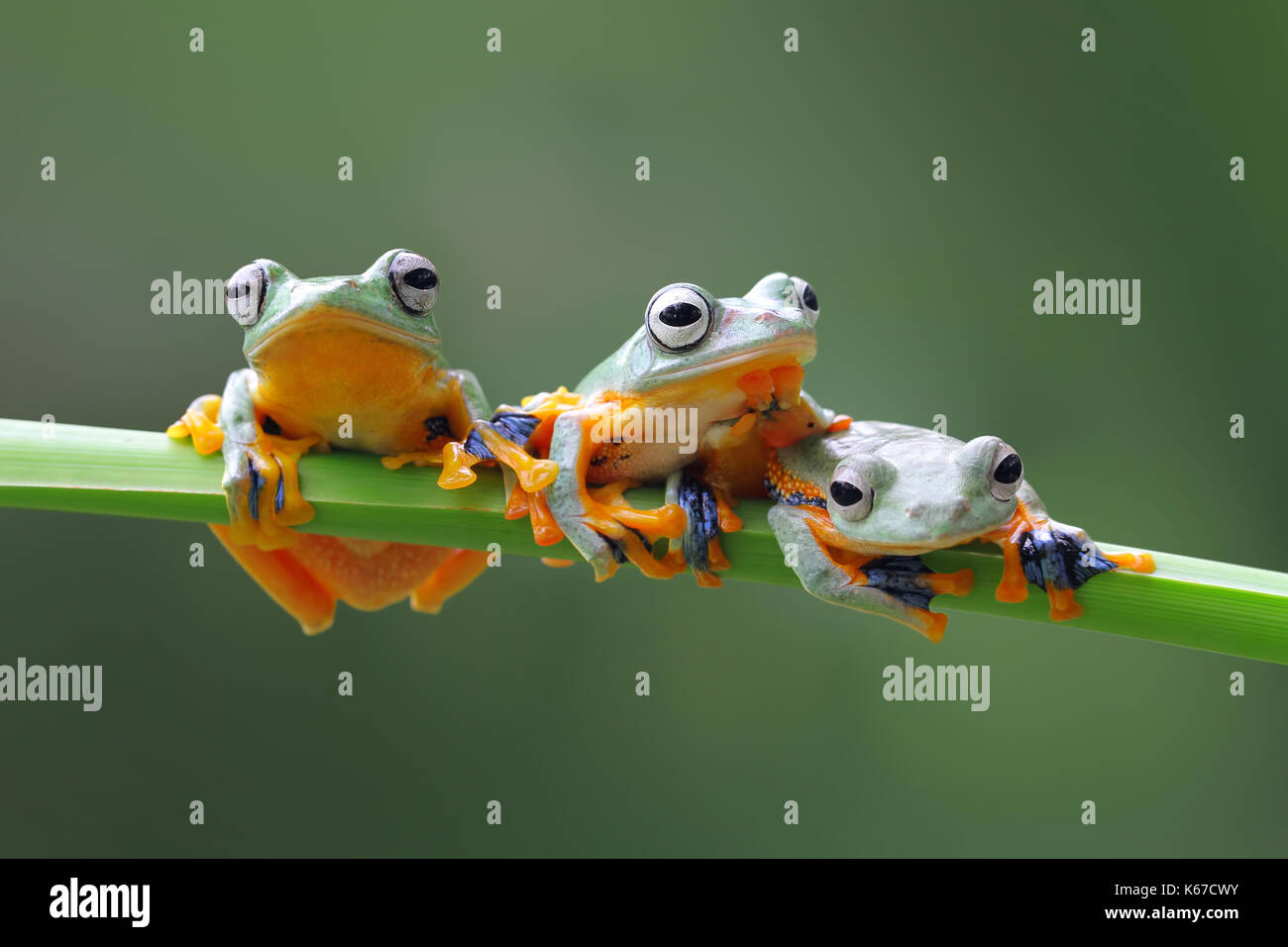 Three plant hi-res stock photography and images - Alamy