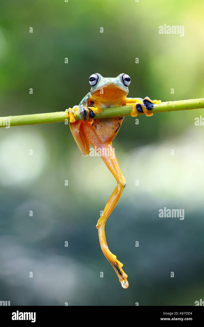 Tree frog on a plant, Indonesia Stock Photo - Alamy