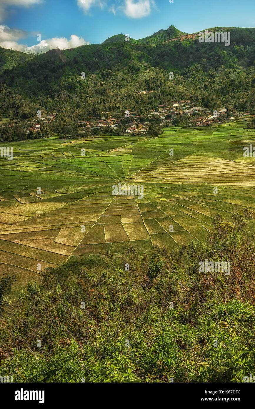 Lingko Spider web rice fields, Cara Village, Cancar, East Nusa Tenggara ...