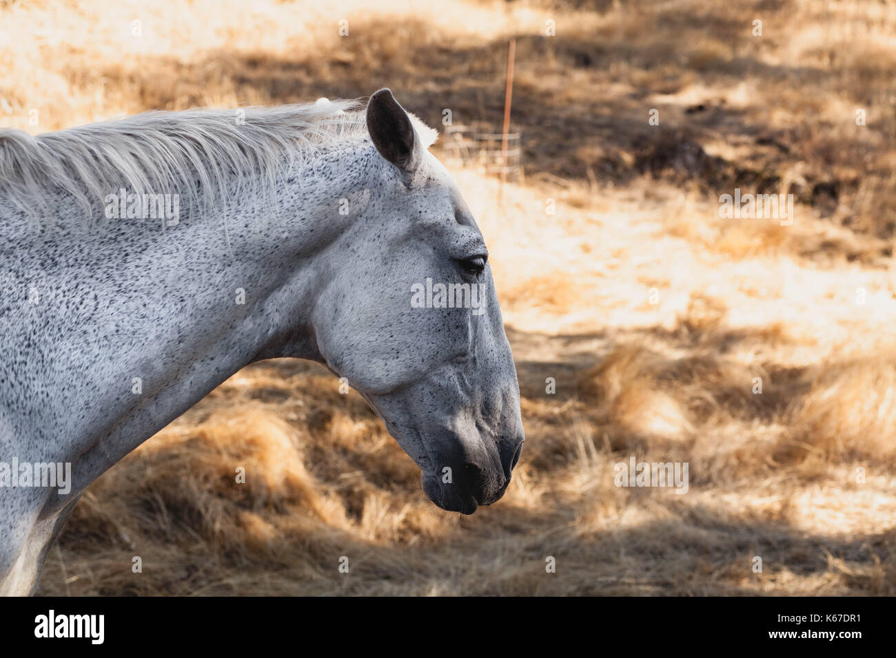 Side view of a horse standing in a field Stock Photo - Alamy
