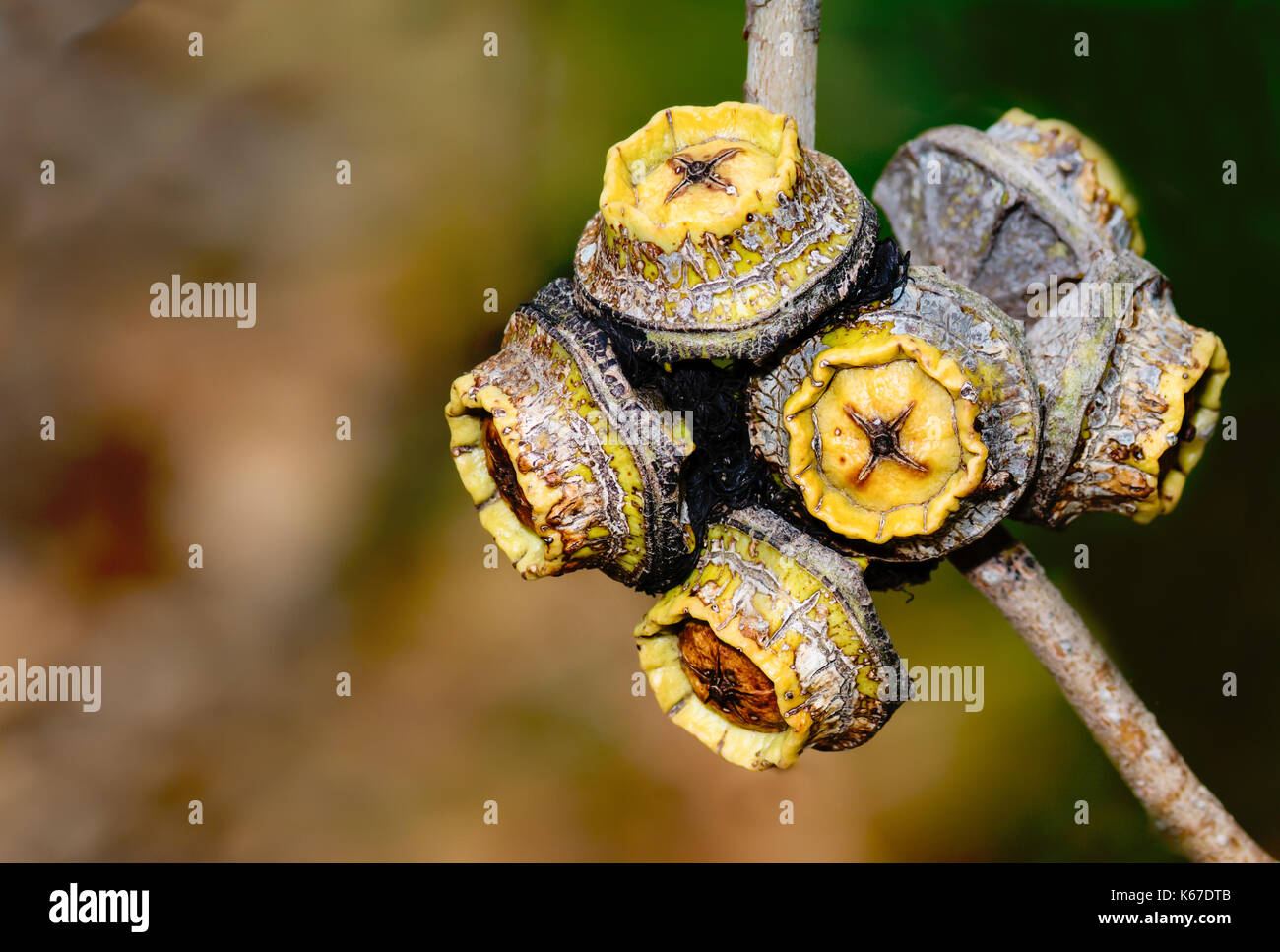 Flower and seed hi-res stock photography and images - Alamy