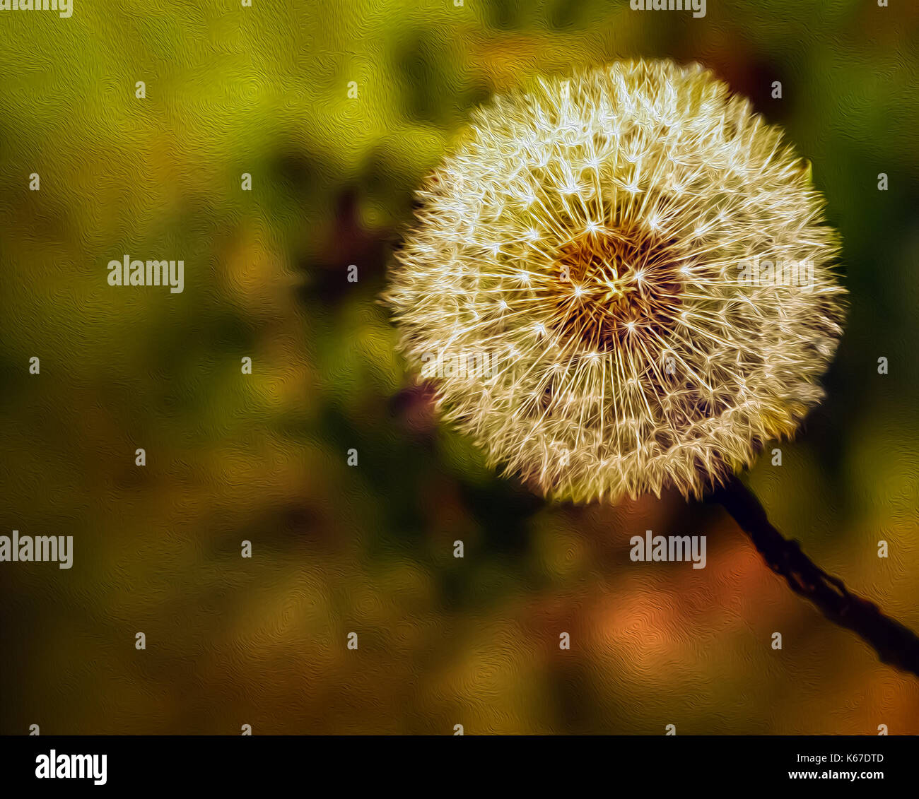 Dandelion flower seed head in hi-res stock photography and images - Alamy