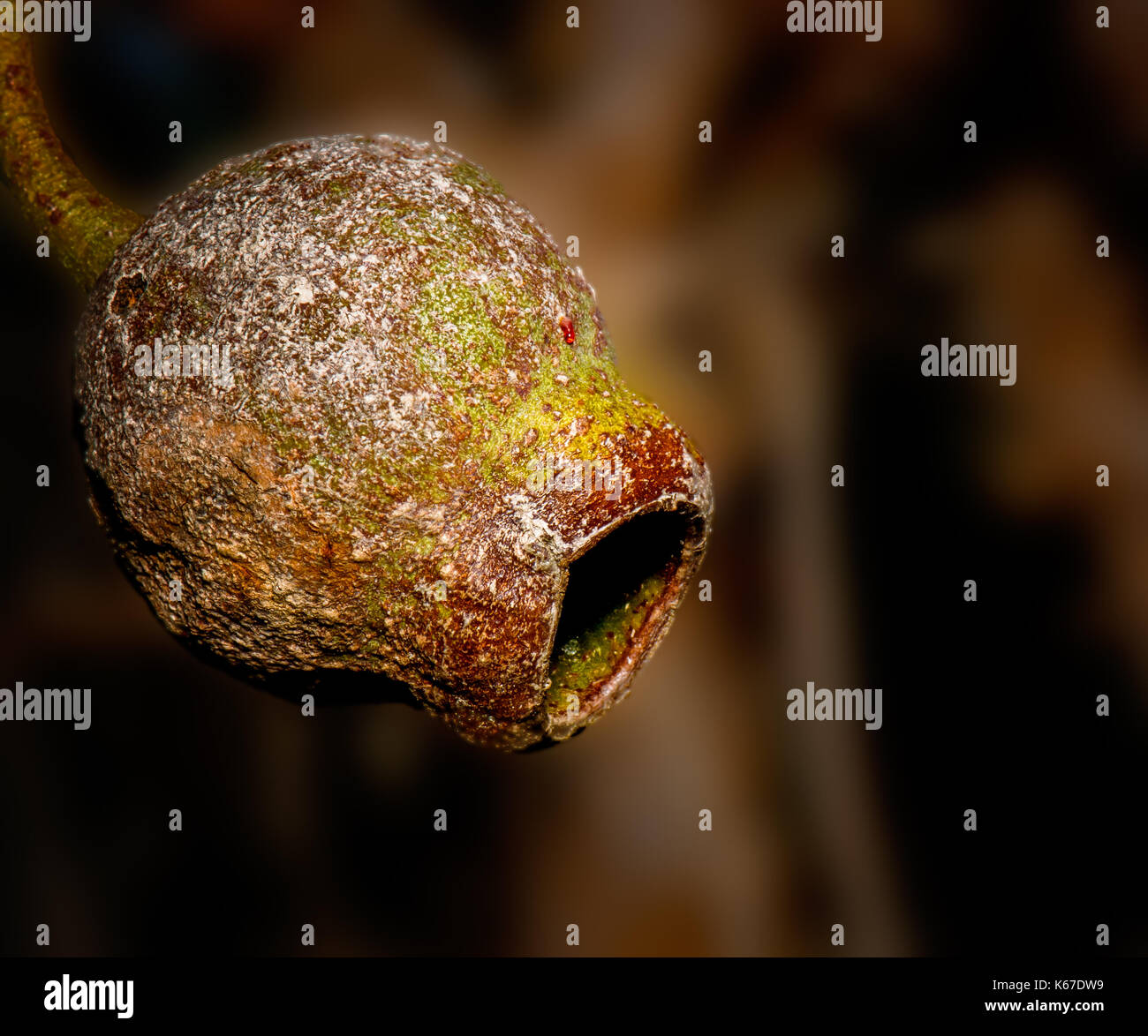 Gumnut from a eucalyptus tree, Western Australia, Australia Stock Photo ...