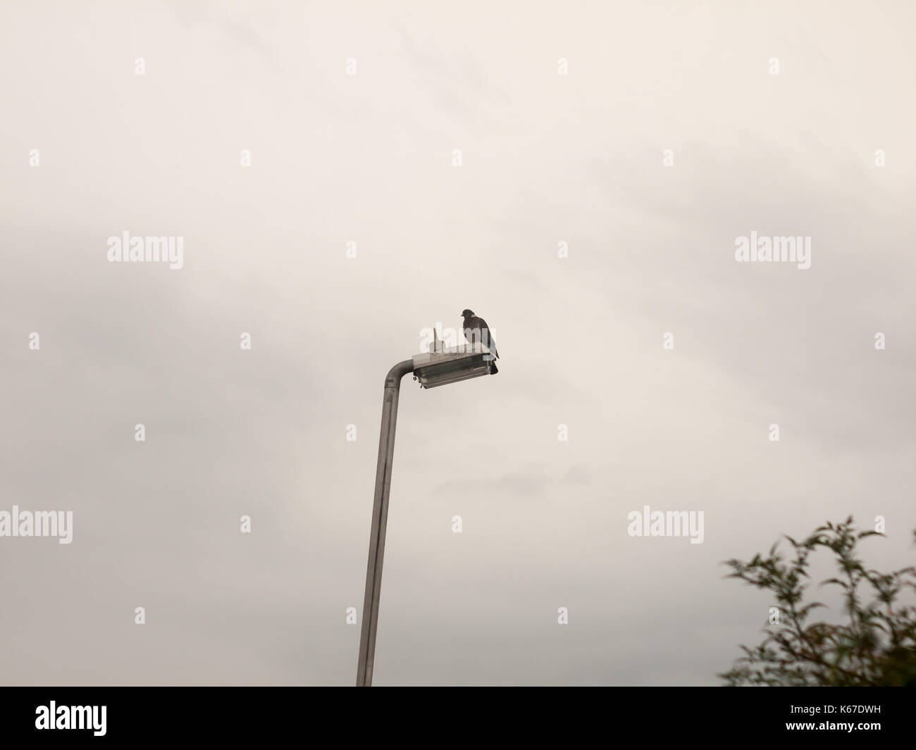 Uk lamppost bird hi-res stock photography and images - Alamy