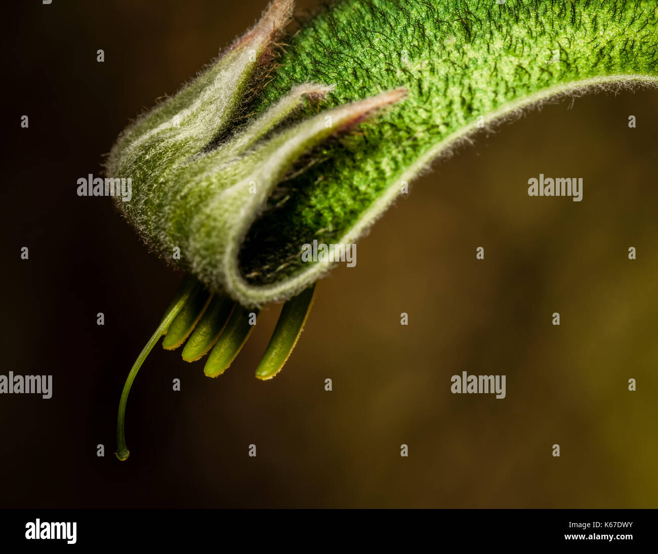 Leaf Kangaroo paw flower, western Australia, Australia Stock Photo - Alamy