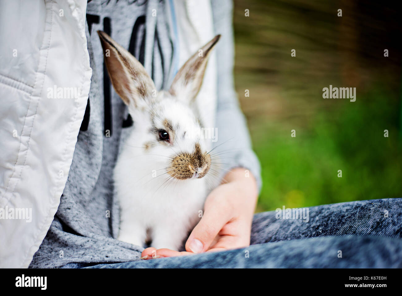 Rabbit sitting up hi-res stock photography and images - Alamy