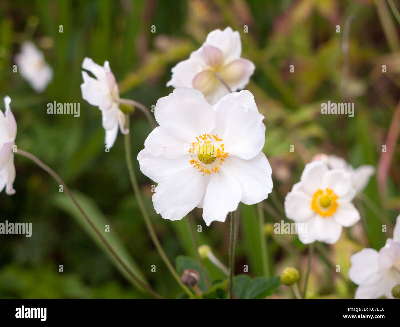 close up of white english rose growing in garden petals; England; UK ...