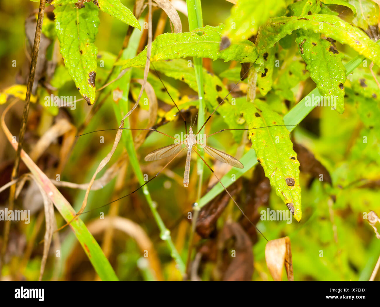 a flying daddy long legs fly resting up close summer; England; UK Stock ...