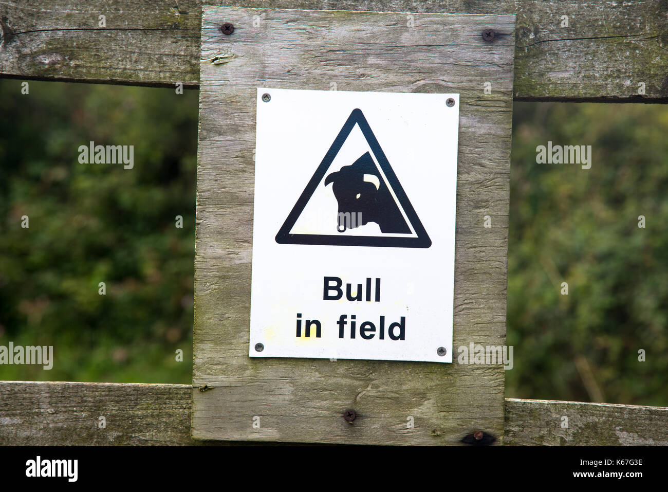 warning for bull in field in England Stock Photo - Alamy