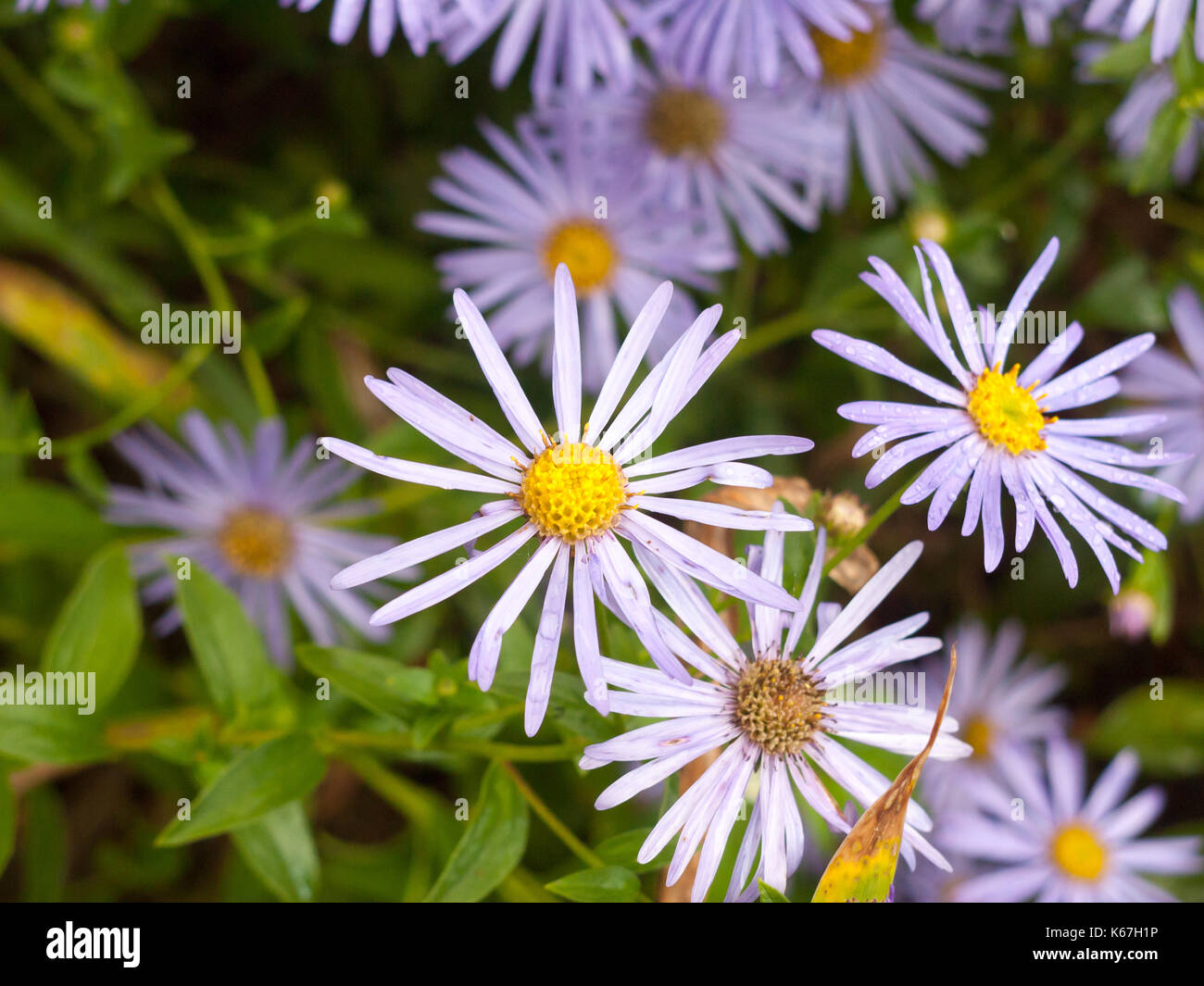 Beautiful blue england aster hi-res stock photography and images - Alamy