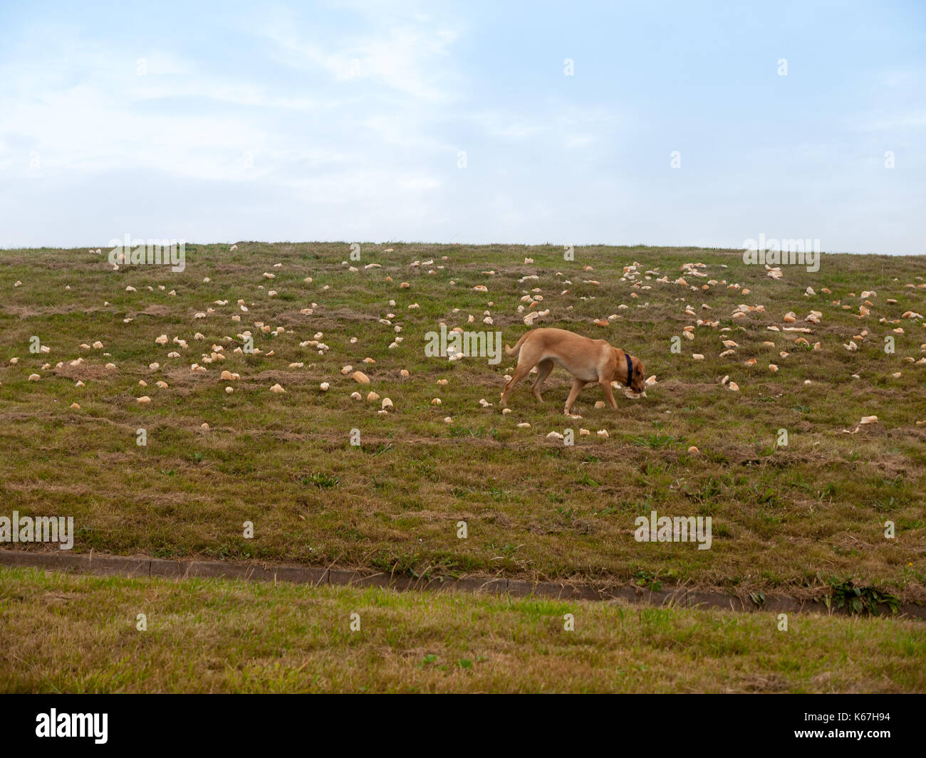 Labrador eating outdoors hi-res stock photography and images - Alamy