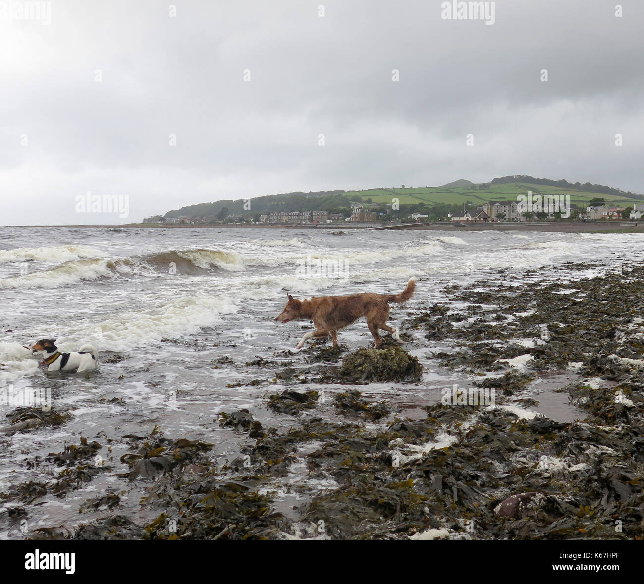 Dogs playing in sea on grey wet day Stock Photo - Alamy