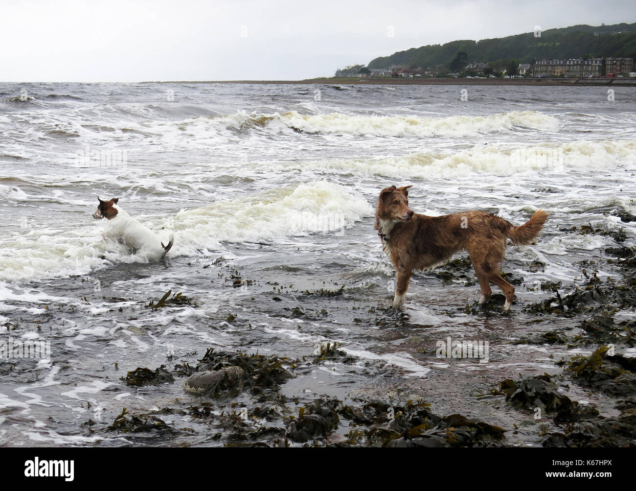 Dogs playing in sea on grey wet day Stock Photo - Alamy