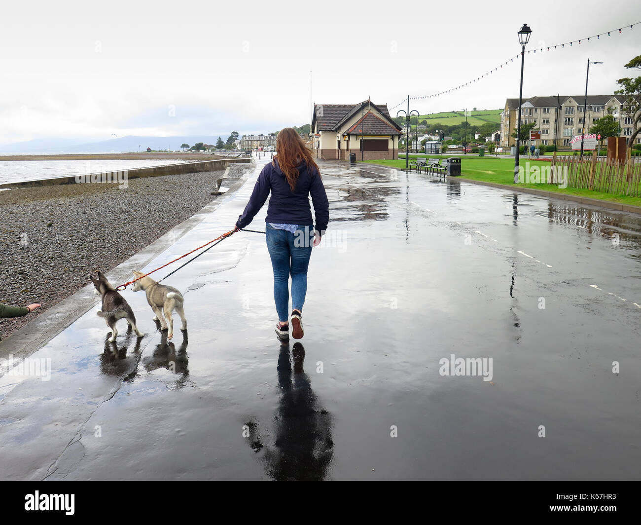 Walking dogs in rain hi-res stock photography and images - Alamy