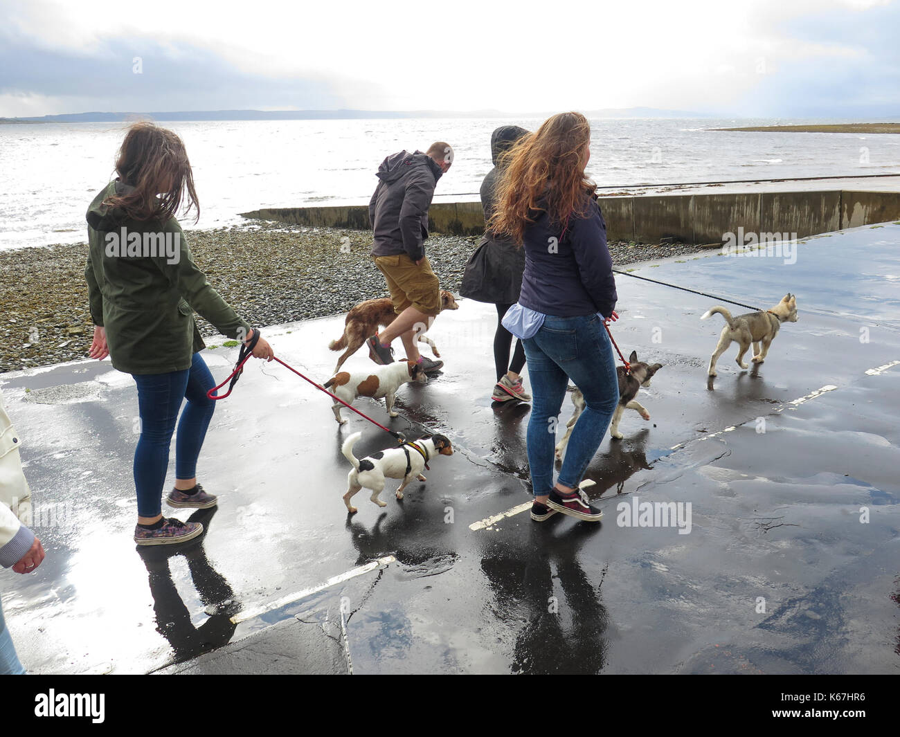 Walking dogs in rain hi-res stock photography and images - Alamy