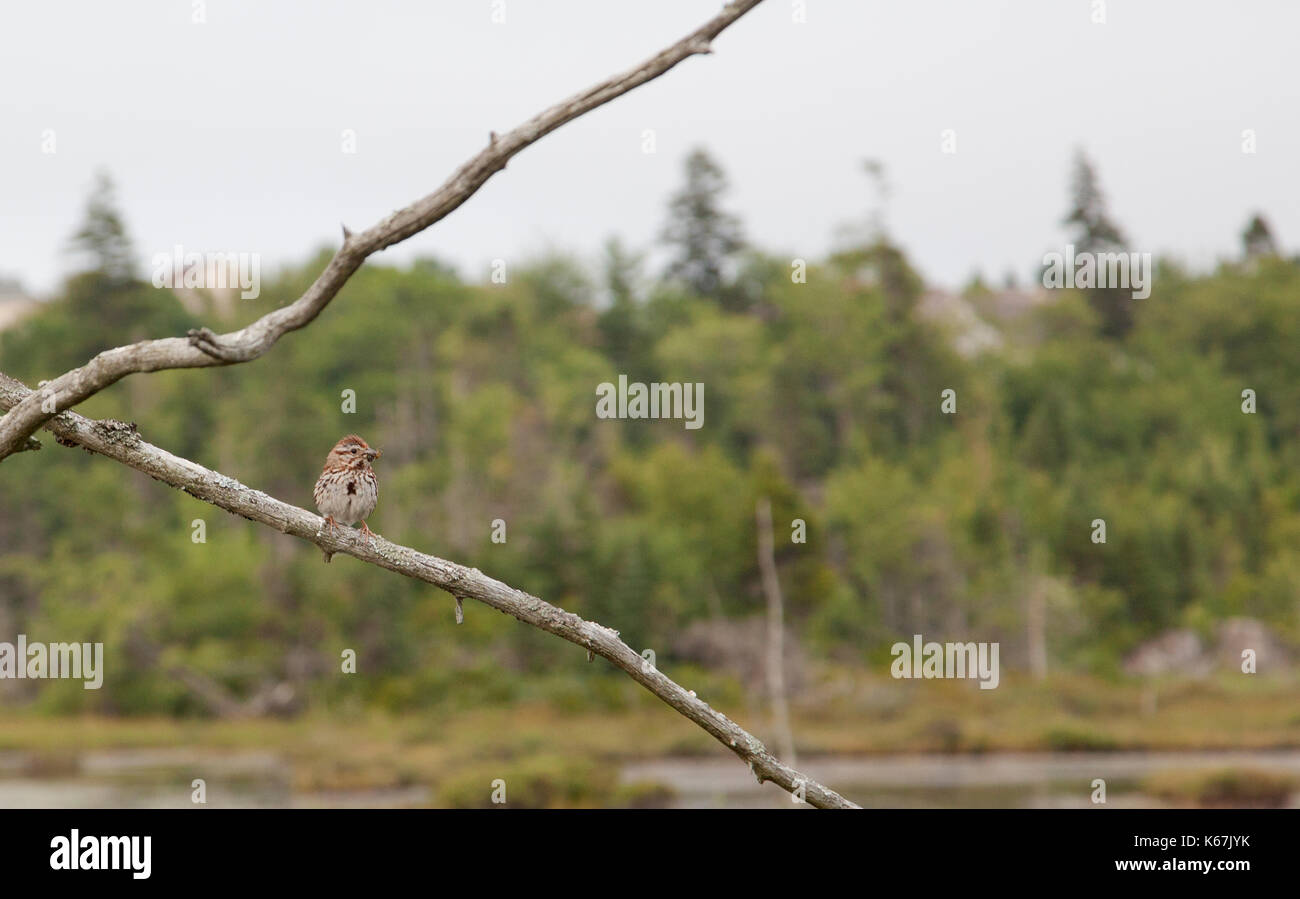 Sparrow with bug hi-res stock photography and images - Alamy