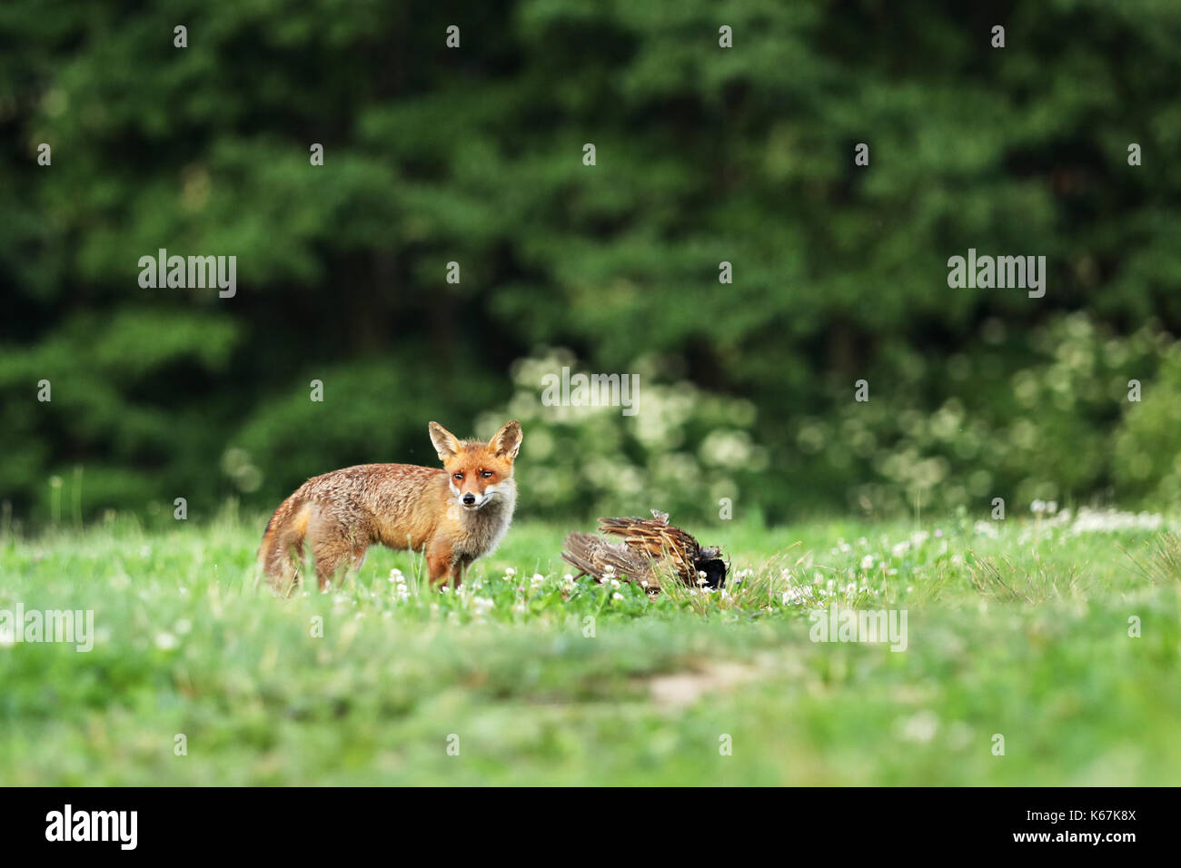 Red fox with prey on meadow - Vulpes vulpes Stock Photo - Alamy