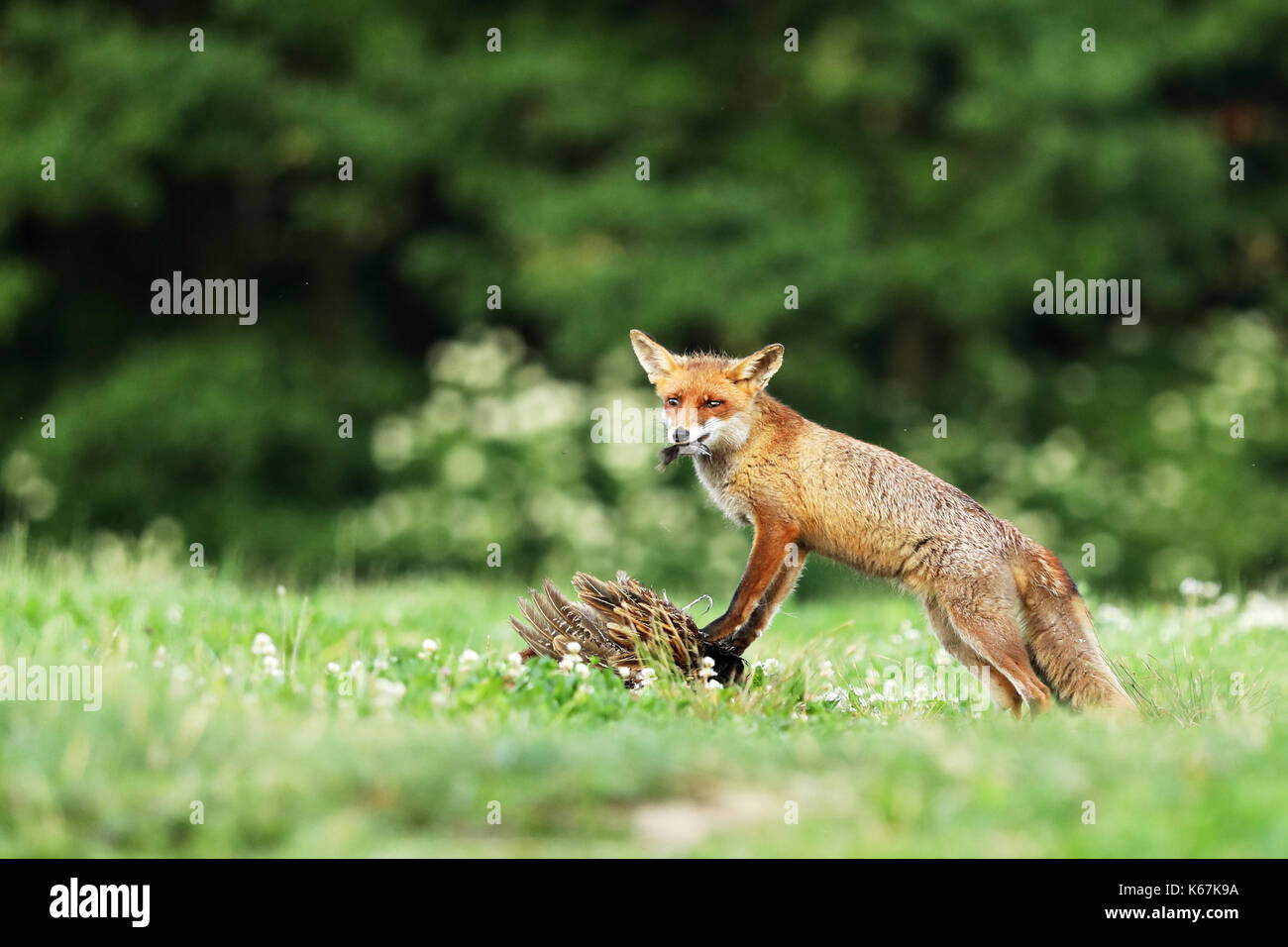 Red fox vulpes early hi-res stock photography and images - Alamy