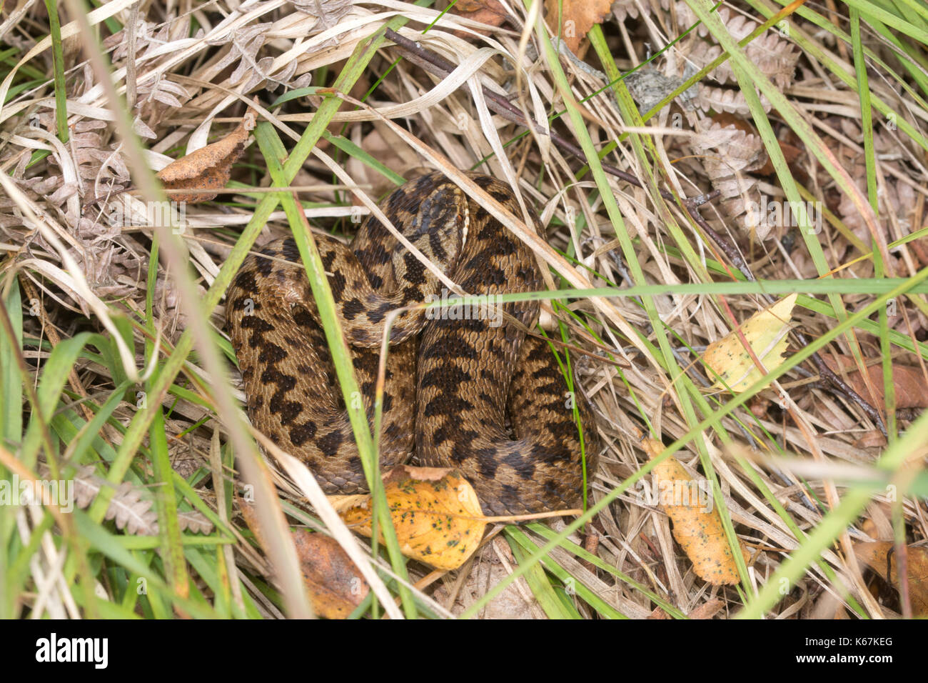 Basking adder uk hi-res stock photography and images - Alamy