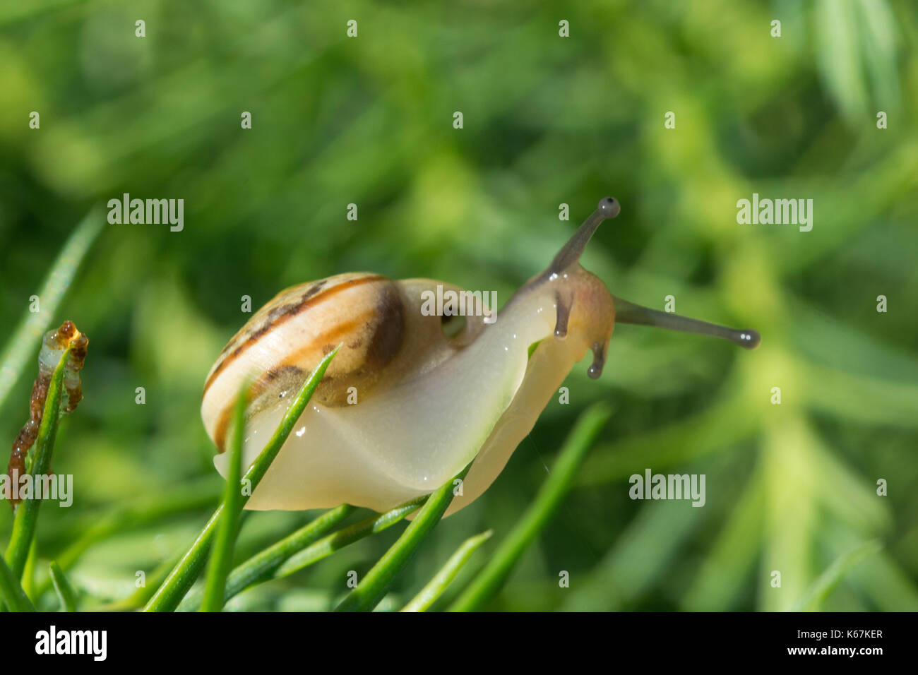 Pine tree pest hi-res stock photography and images - Alamy