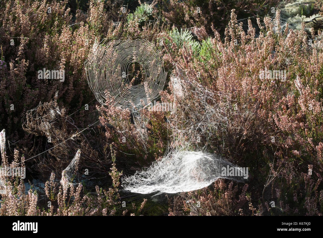 Spiders Webs Stock Photos & Spiders Webs Stock Images - Alamy