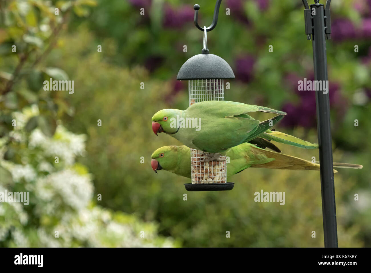 Paroquet hi-res stock photography and images - Alamy