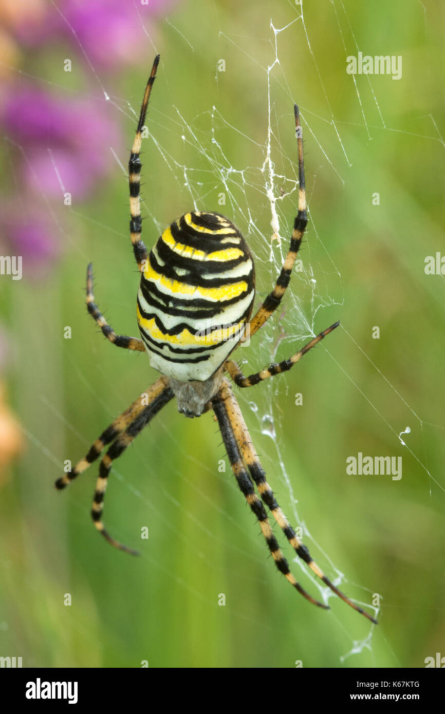 Argiope bruennichi hi-res stock photography and images - Alamy
