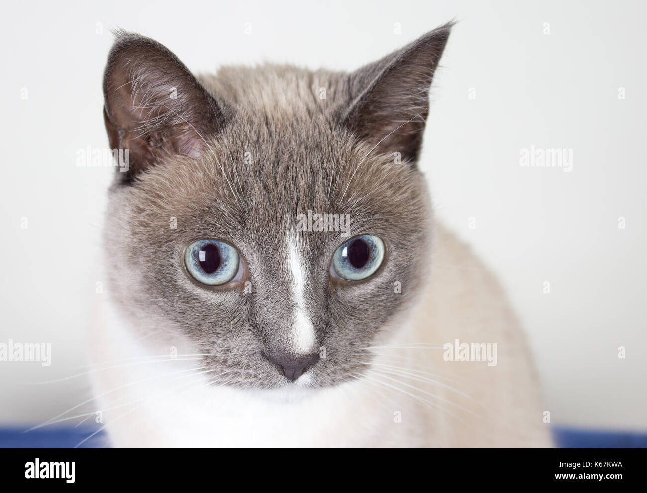 portrait of a sweet tiny grey and white siamese cat Stock Photo - Alamy