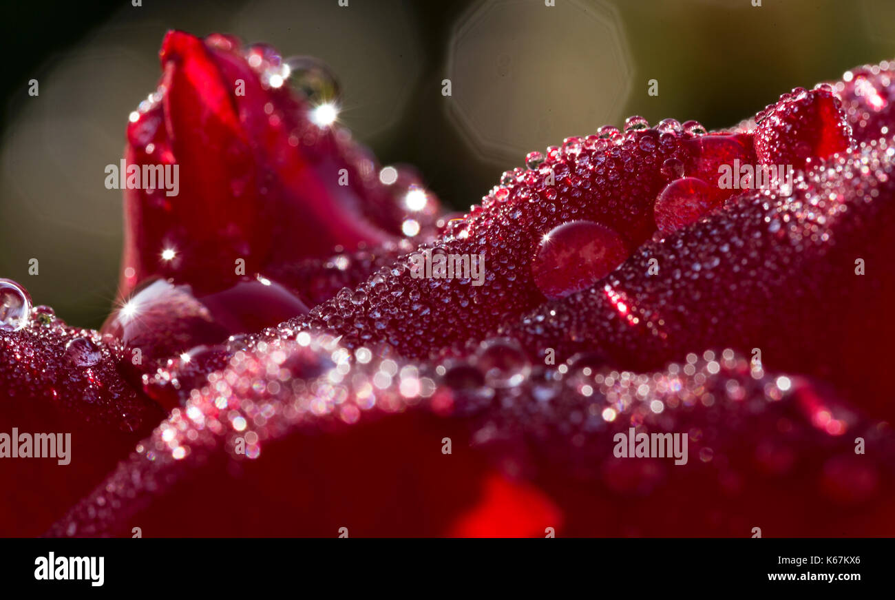 Forever rose london hi-res stock photography and images - Alamy