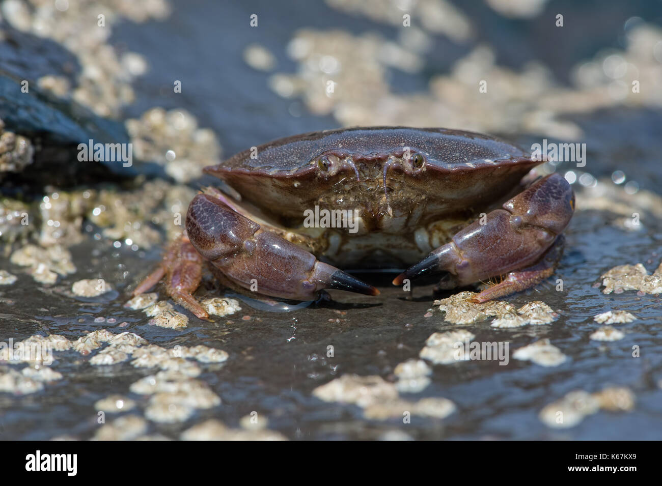 Brown Crab (Cancer pagurus Stock Photo - Alamy