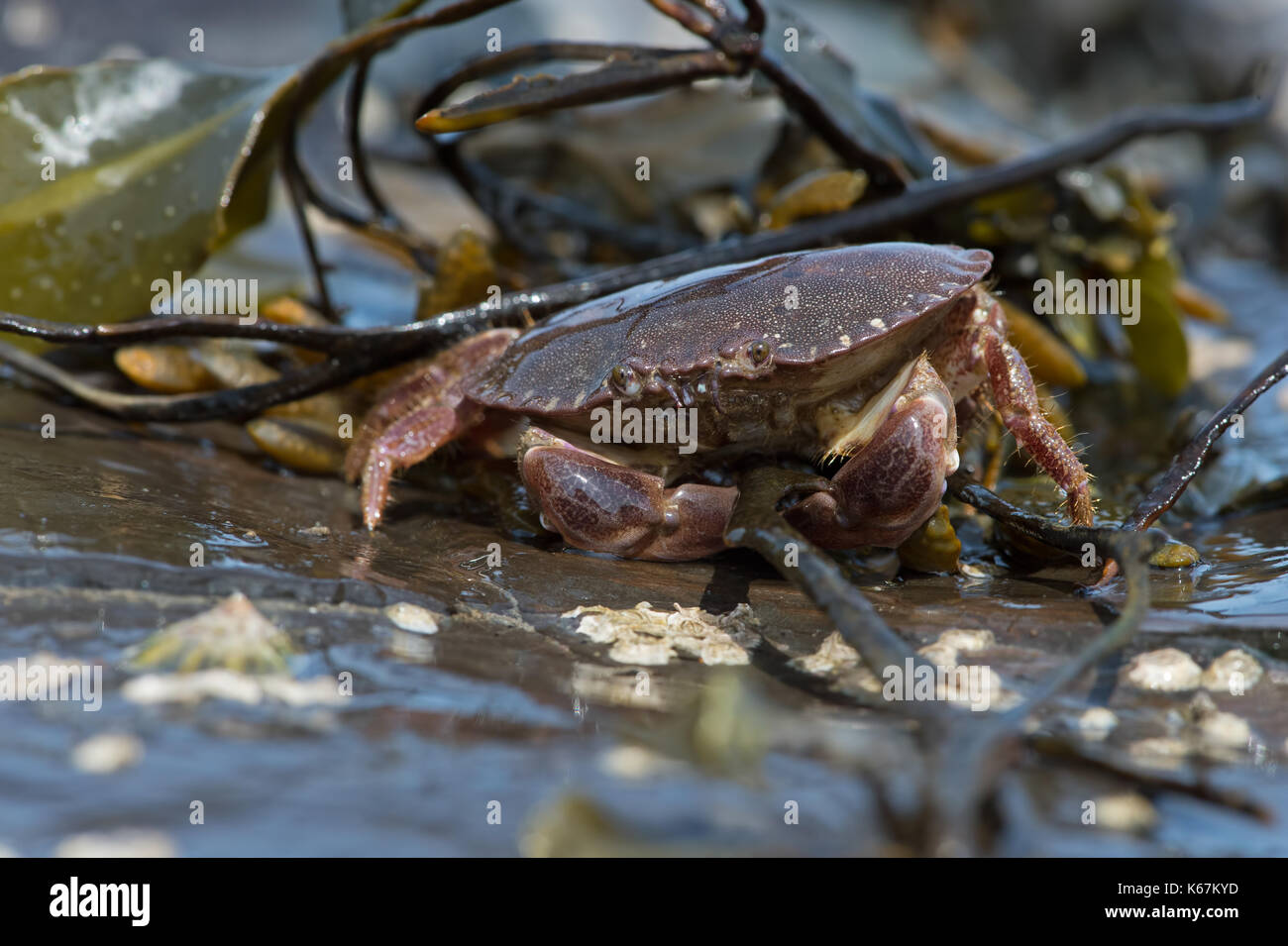 Brown Crab (Cancer pagurus Stock Photo - Alamy