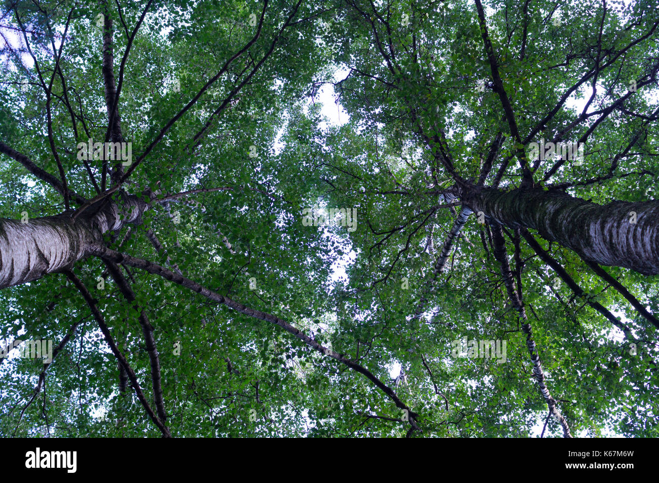 tree crowns in the summer forest. nature, background Stock Photo - Alamy