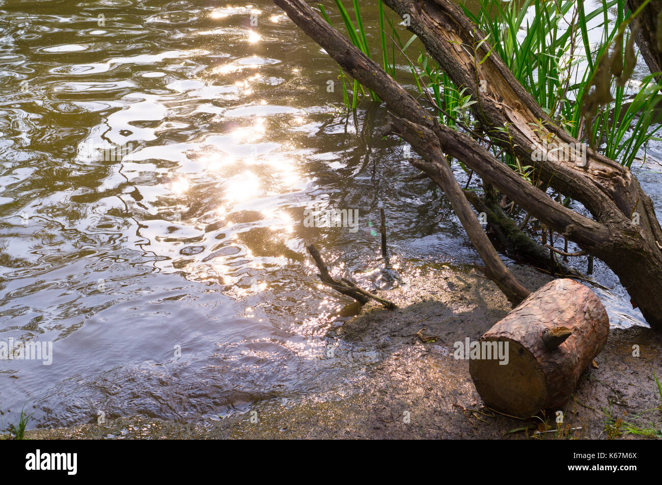 tree with log near the forest river at summer. background, nature Stock ...