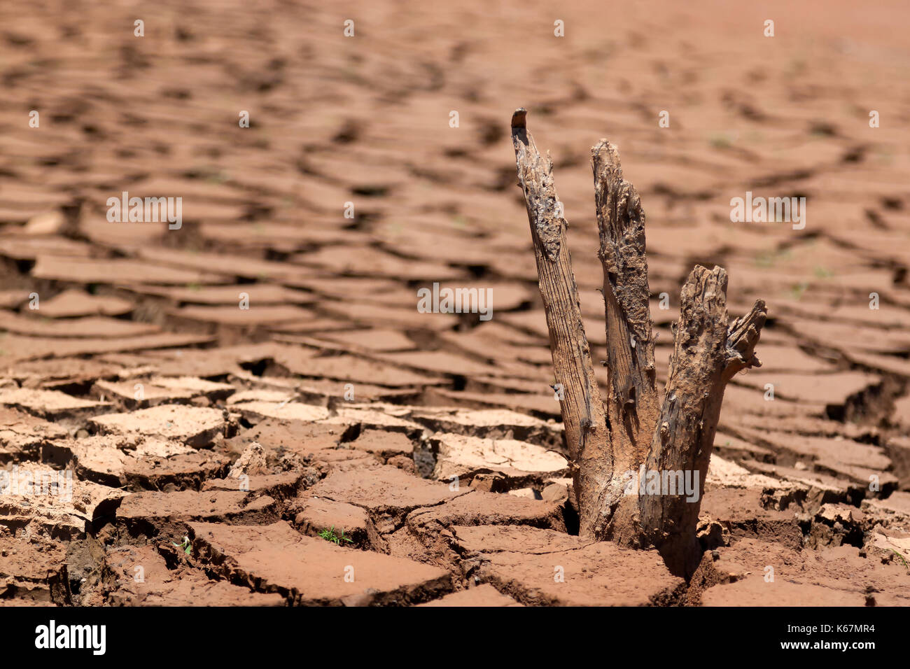 dead tree on the cracked ground of an empty dam during the dry Stock ...