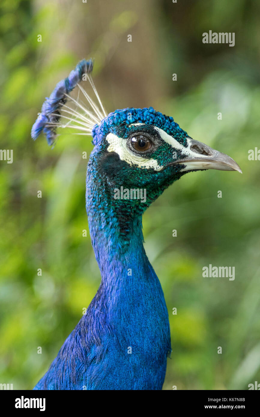 blue peacock closeup portrait Stock Photo - Alamy