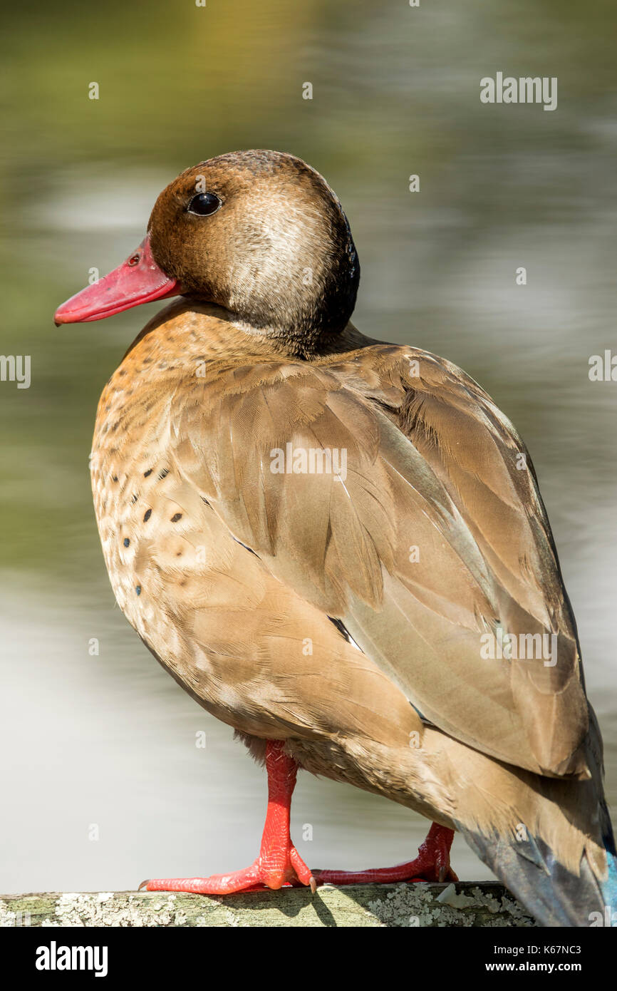 brown duck with red beak in a park lake with soft focus in the ...