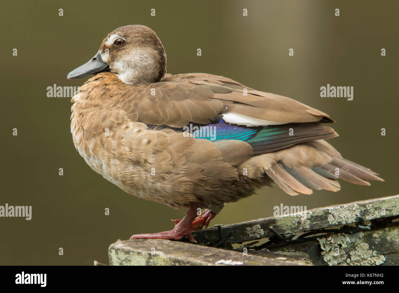 Beautiful waterbirds hi-res stock photography and images - Alamy