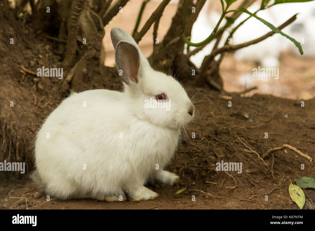 white rabbit with red eyes Stock Photo - Alamy