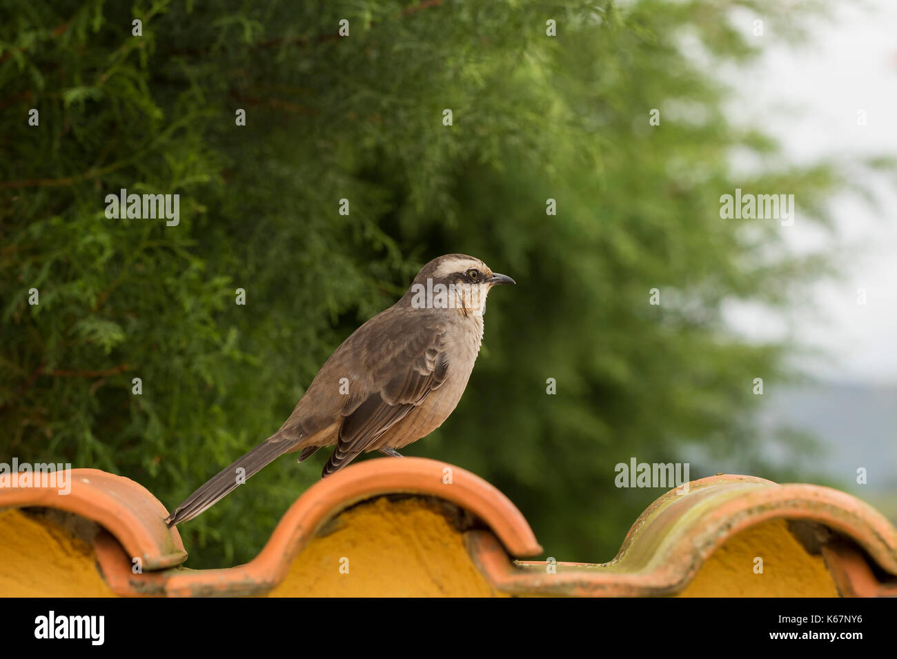 young red ovenbird looking to the side on a roof tile - rufous hornero ...