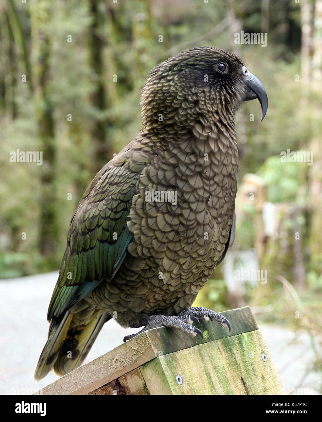 Kea wildlife bird hi-res stock photography and images - Alamy