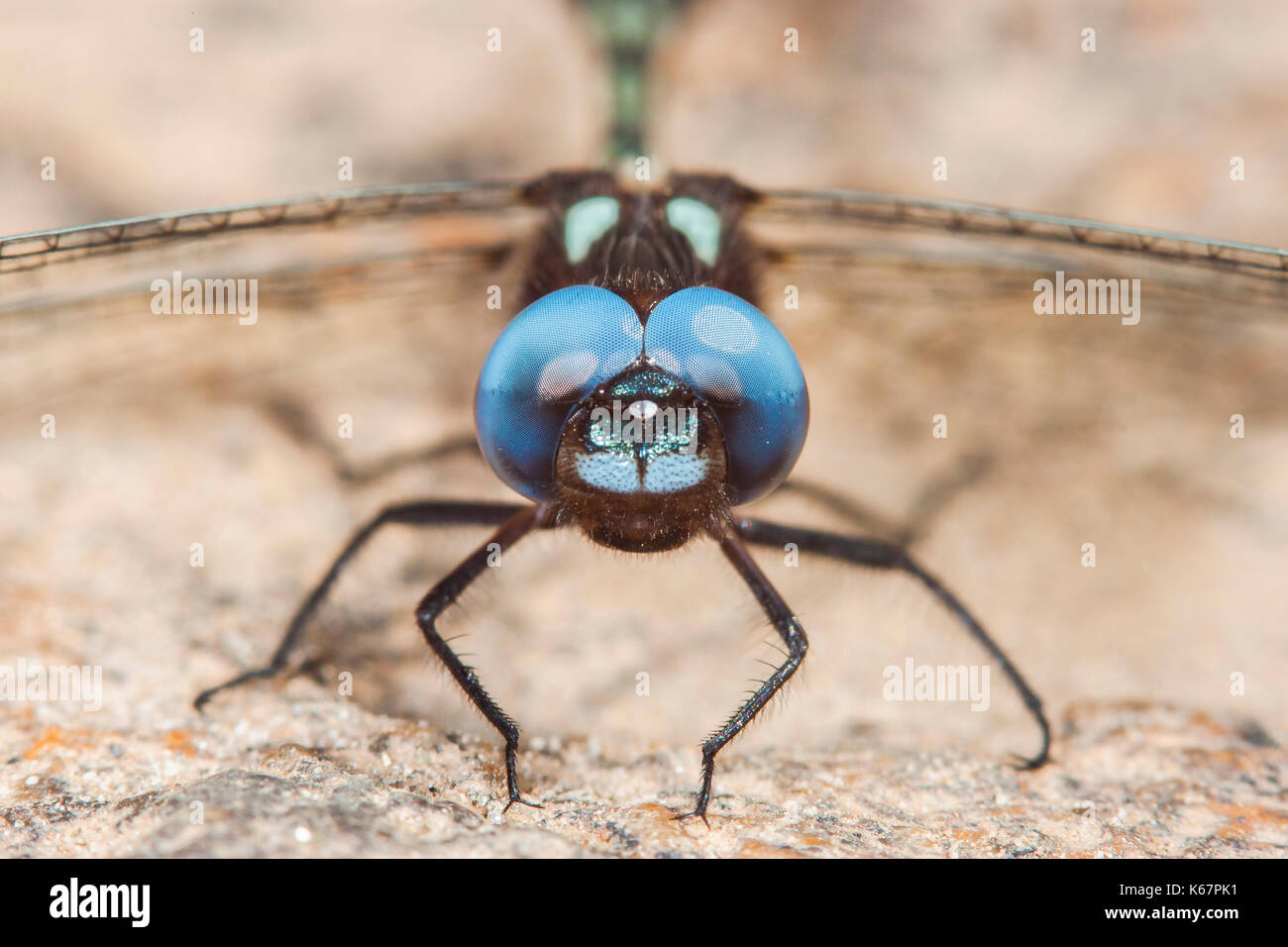 black dragonfly with blue eyes macro portrait Stock Photo - Alamy