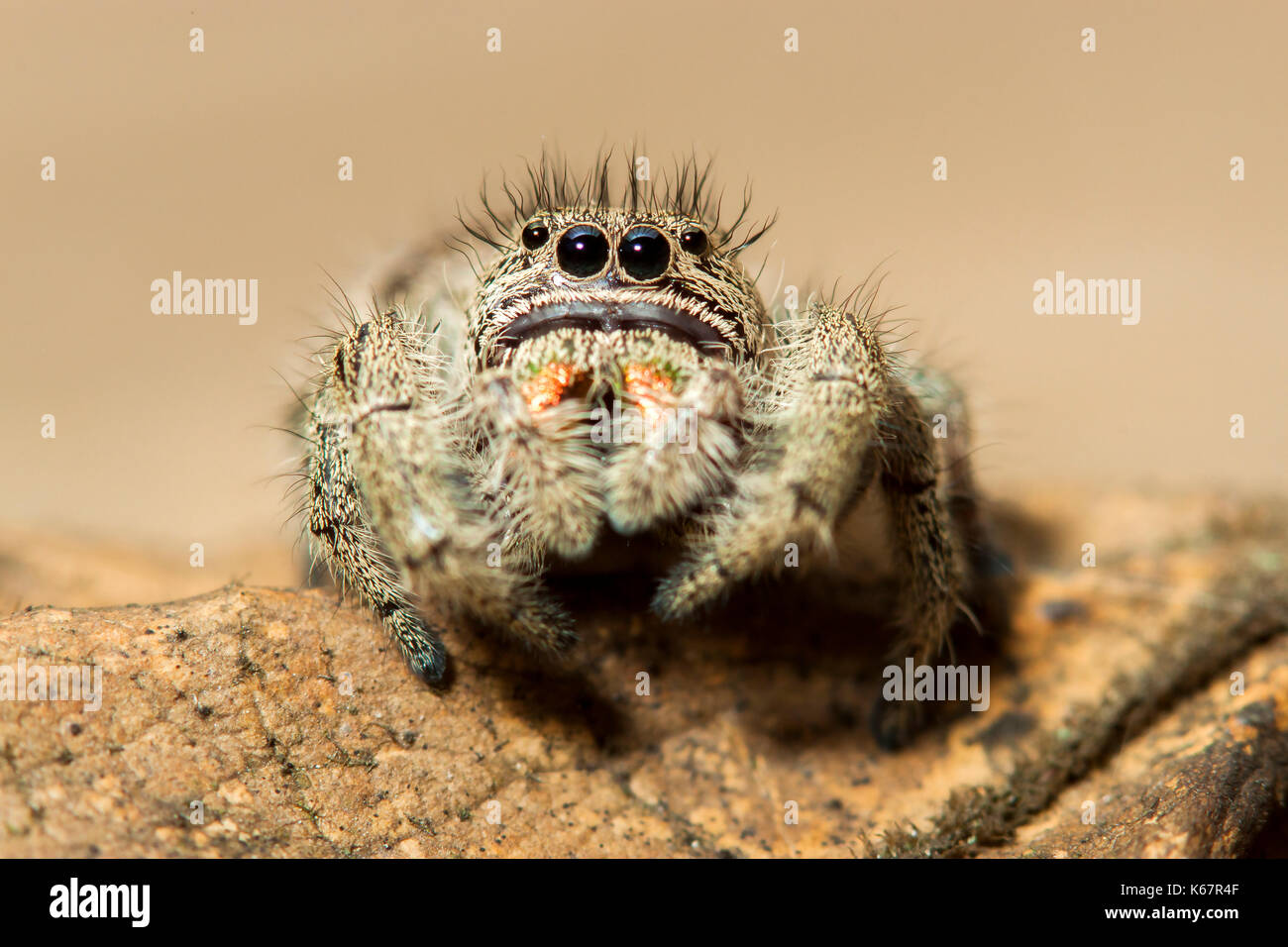 Himalayan jumping spider hi-res stock photography and images - Alamy