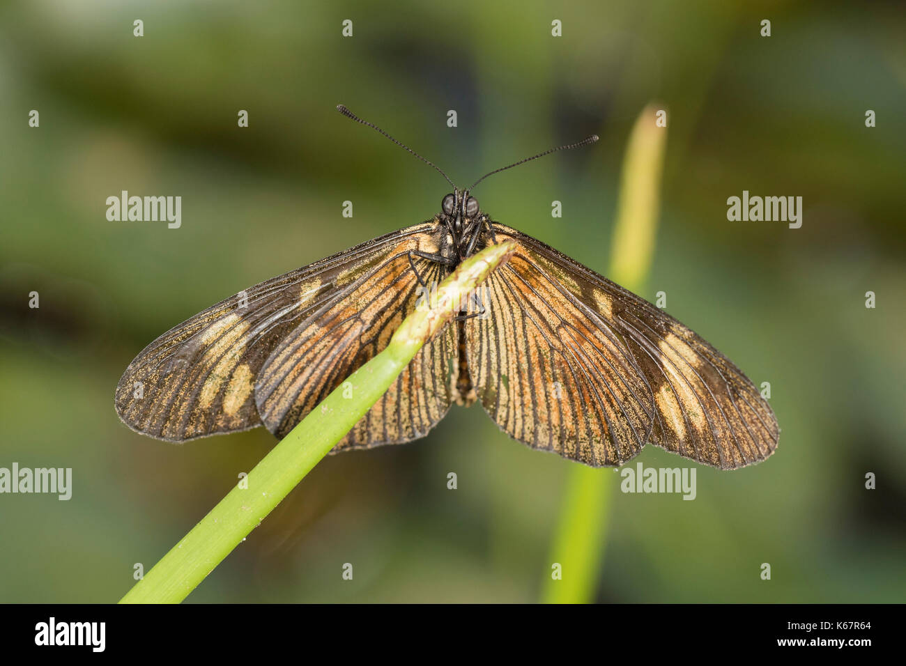 Butterfly portrait hi-res stock photography and images - Alamy
